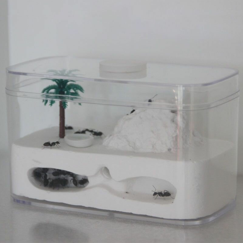 Муравьиная ферма, вертикальные камеры для выращивания, прозрачная, квадратная коробка с 4 сторонами 6 гнездовых камер, полный набор муравьев не входит