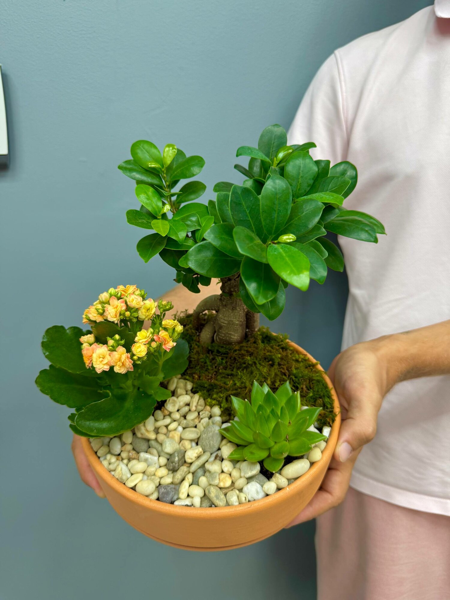 Композиция "терра" (Фикус Гинсенг, Каланхоэ, Суккулент) d 22 см, h 35 см от бренда Margo plants