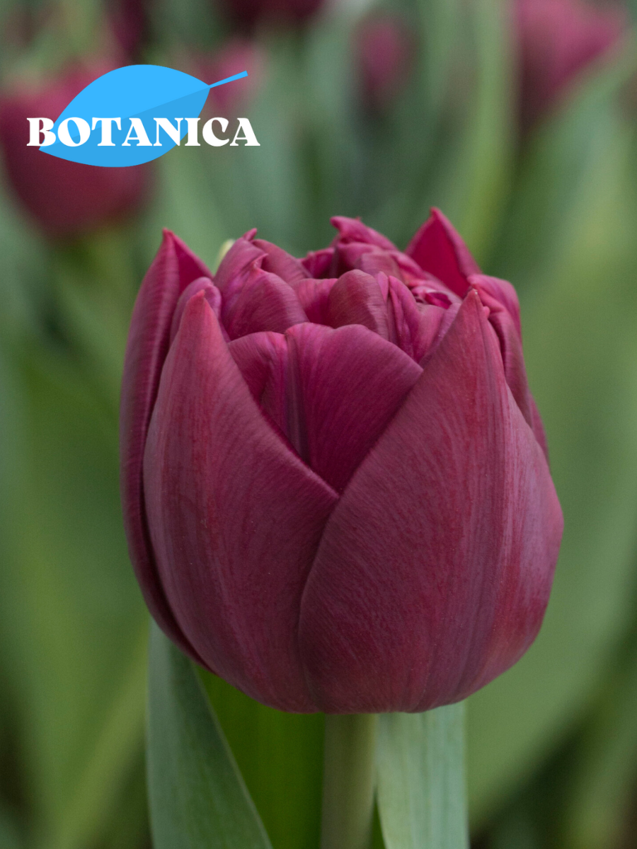 Луковицы цветов, botanica garden, Тюльпан Элисон Брэдли 2 штуки (пурпурный)