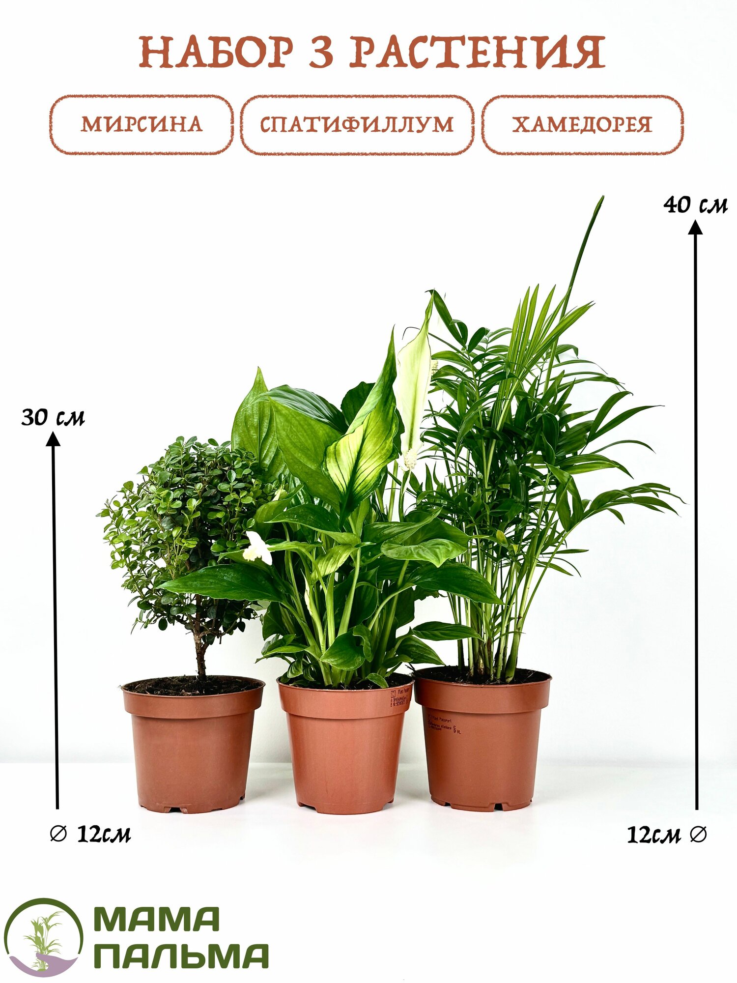 Набор 3 растения Мирсина Спатифиллум Пальма Хамедорея в горшке D12 (живые растения)