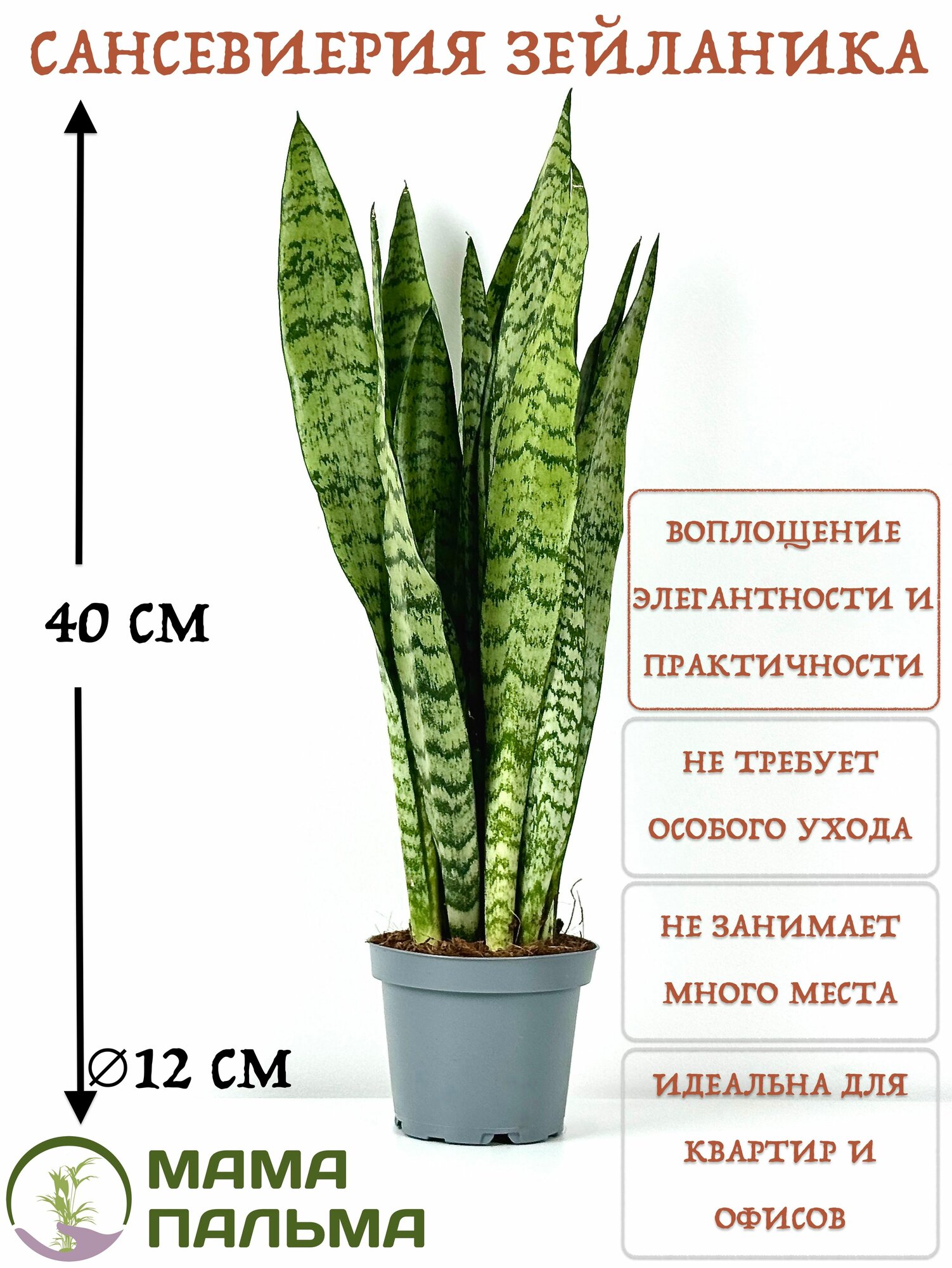 Живое растение Сансевиерия Зейланика щучий хвост в горшке D12 высота 40 см