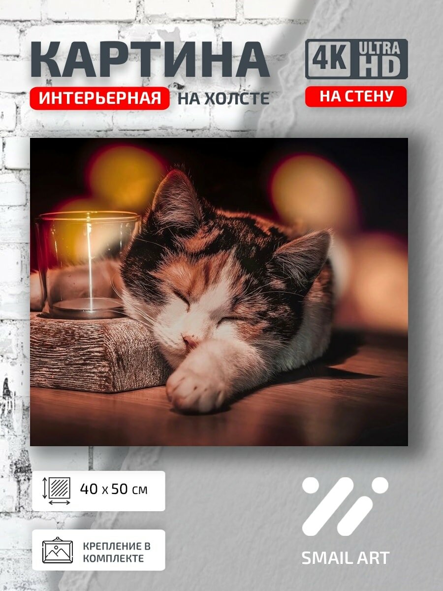 Картина на холсте интерьерная 40 на 50 на стену Животные Кошка для студии атмосфера