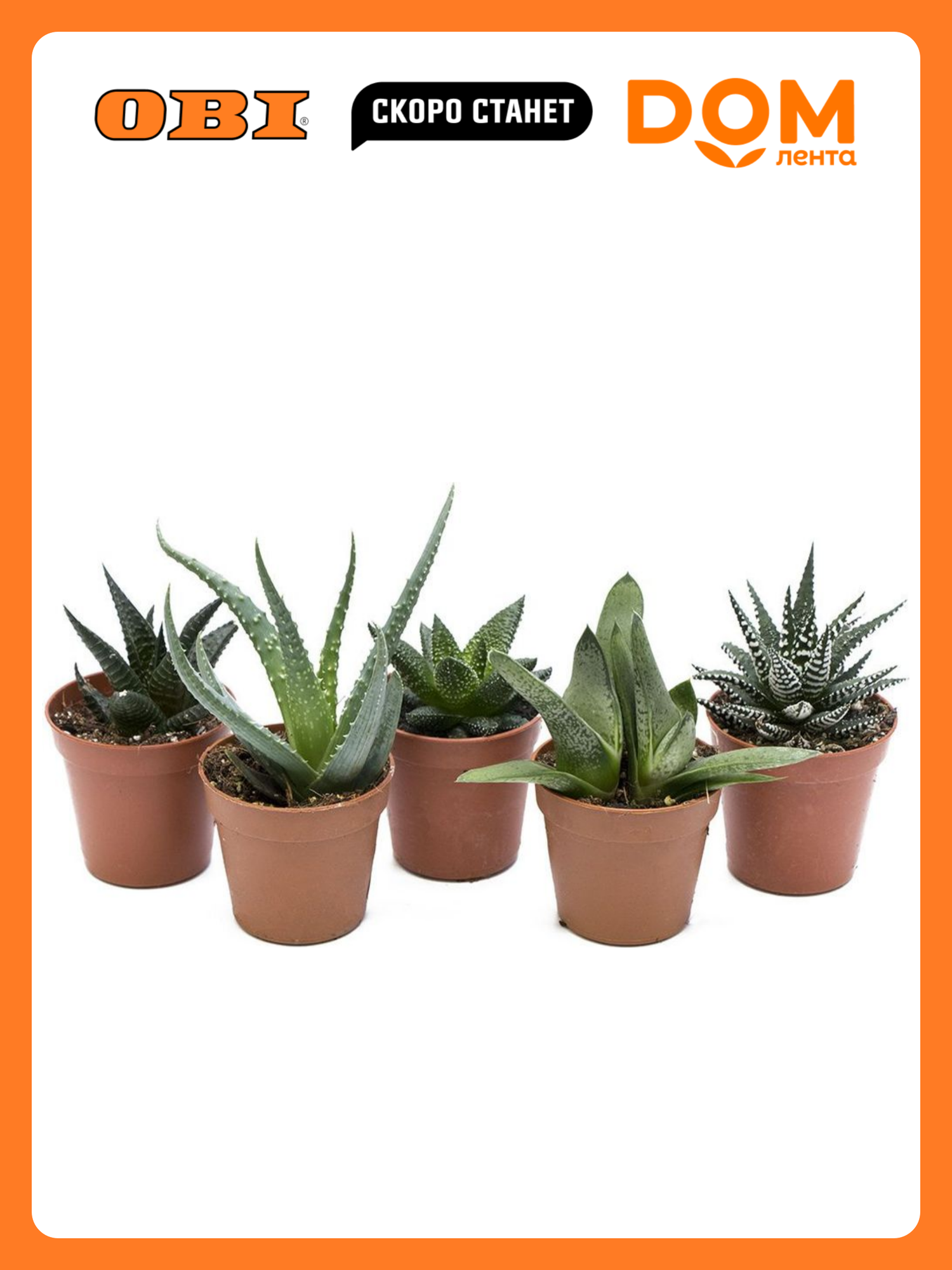 Растение Алоэ микс, многолетнее, высота 5 см, диаметр горшка 5,5 см