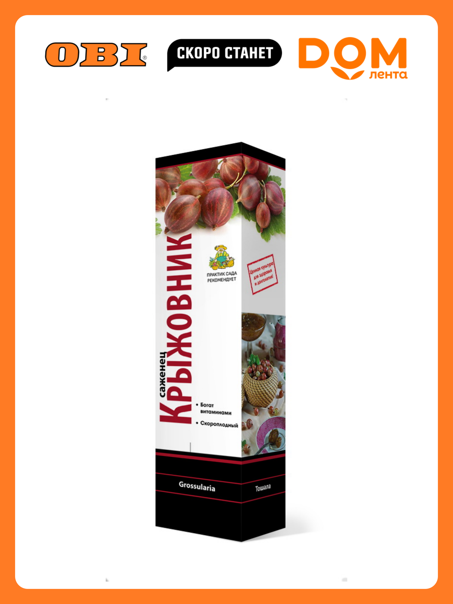 Саженец Крыжовник Владил С1 Н37