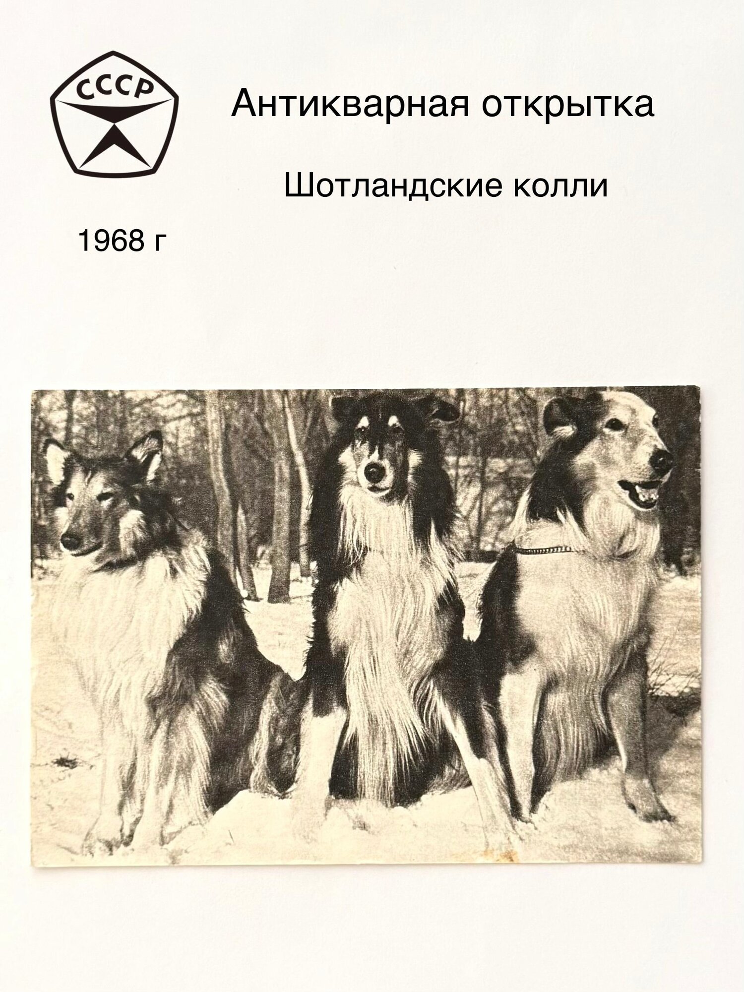Антикварная почтовая открытка Шотландские колли серии породы собак, СССР, 1968 г