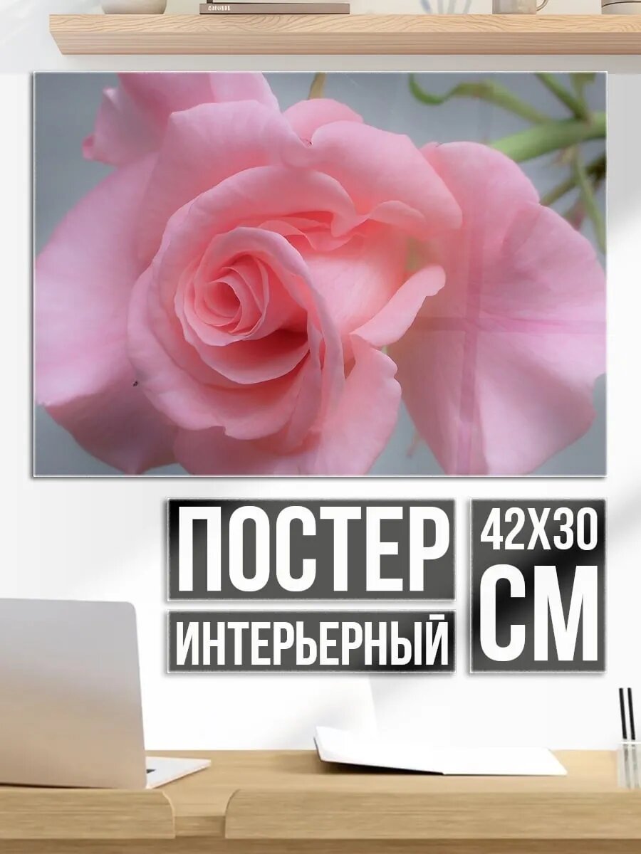 Плакат постер Нежная розовая роза