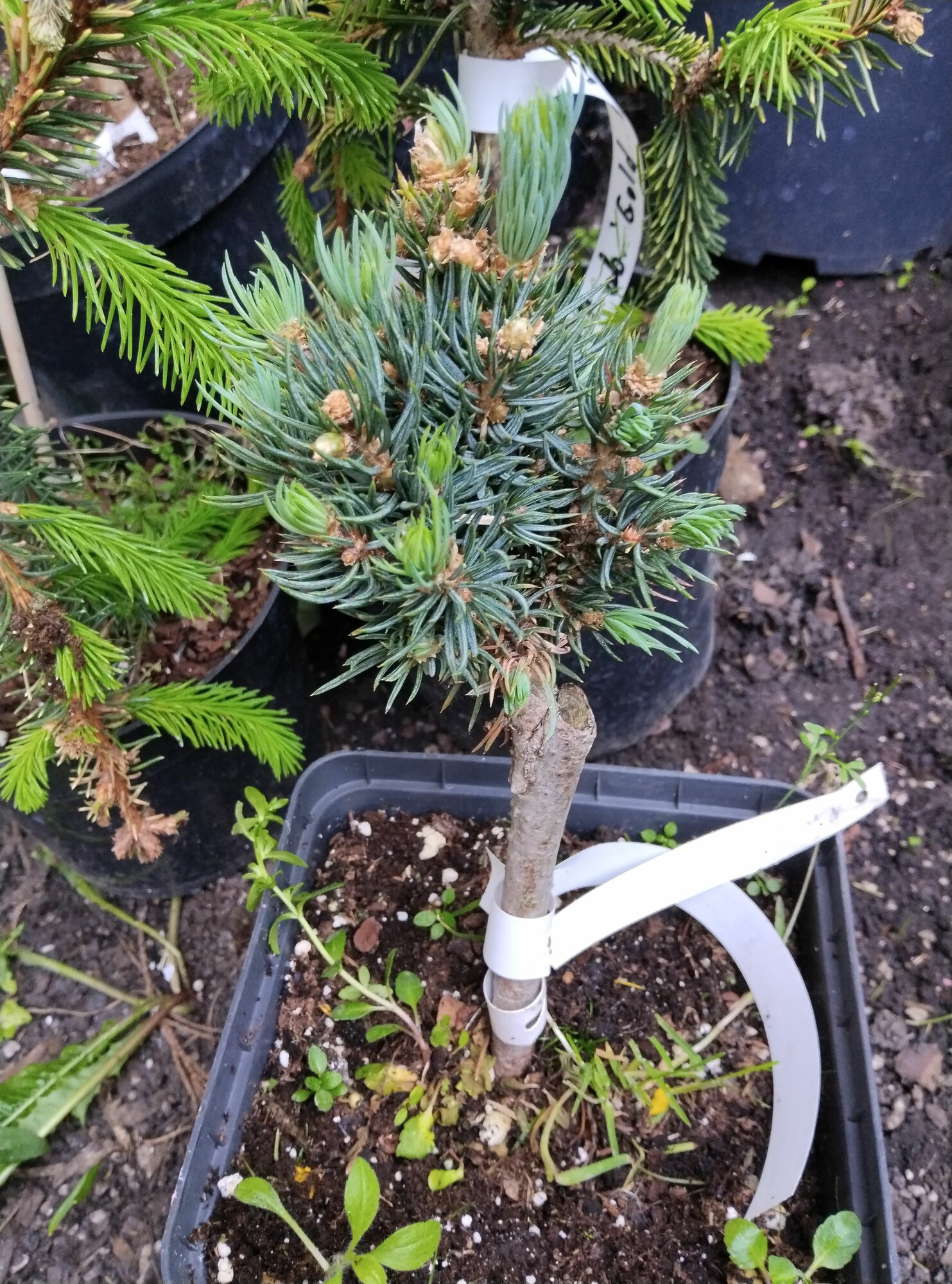 Ель колючая Мини Минарет, с3, коллекция