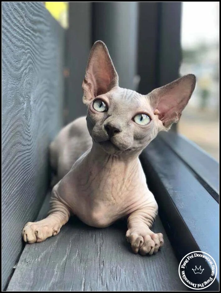 Алмазная мозаика на подрамнике "Кот породы сфинкс" круглые бриллианты 40х50см