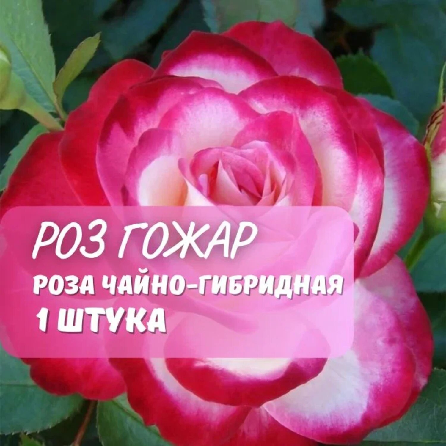 Роза чайно-гибридная "Роз Гожар" 1 саженец, высота 50 см, светло-розовая, белая, розовая