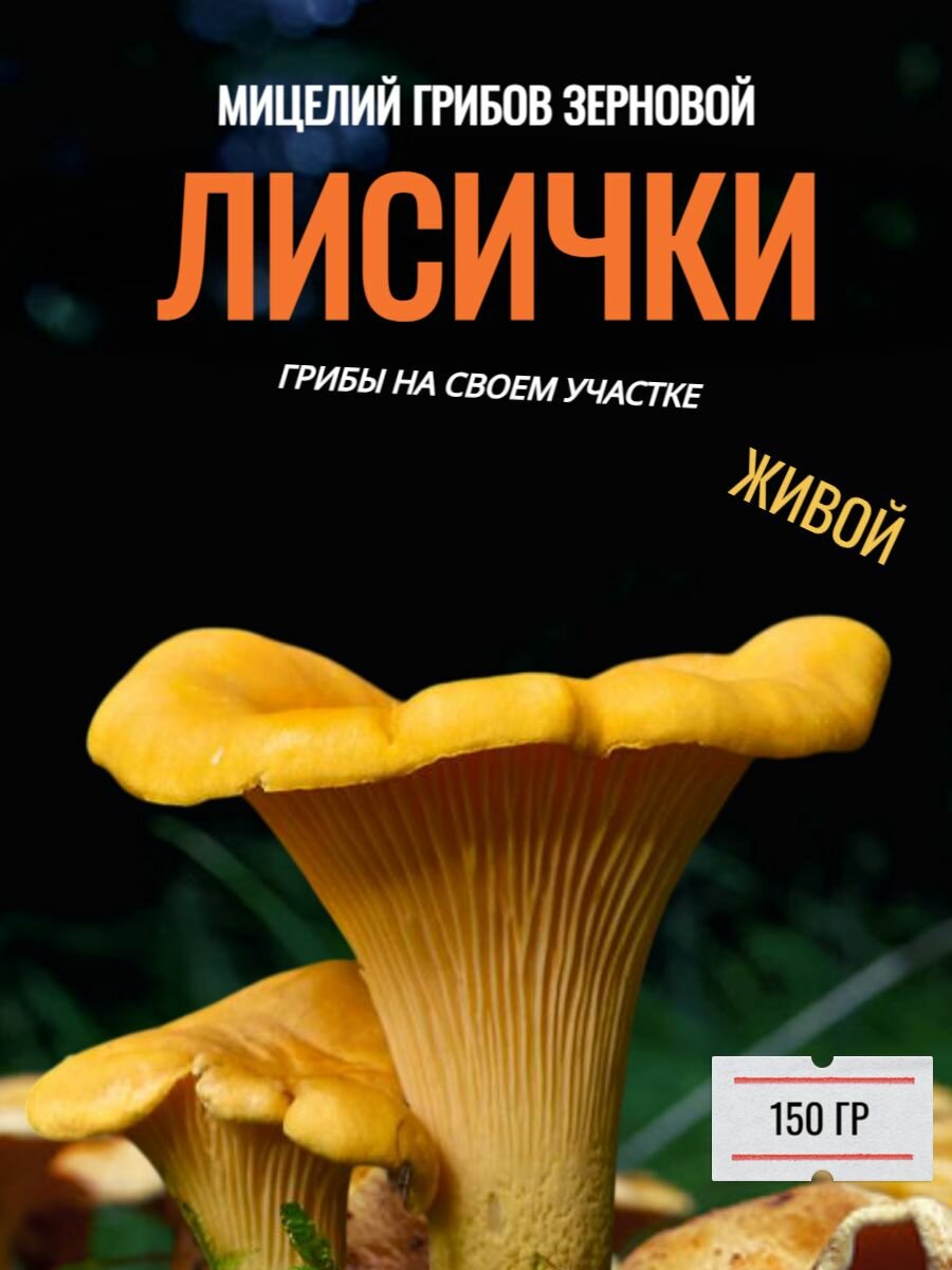 Мицелий грибов зерновой лисички - 150 гр.