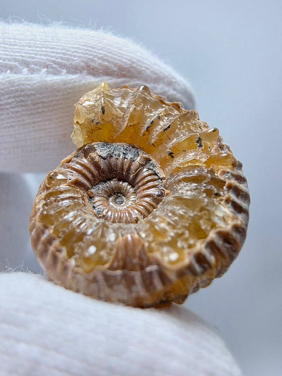 Аммонит перламутровый 23 мм, 6 г.