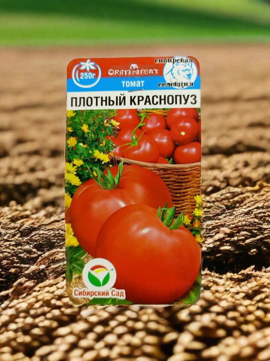 Семена низкорослого томата для открытого грунта Плотный Краснопуз ( крупноплодный ) Сибирский Сад