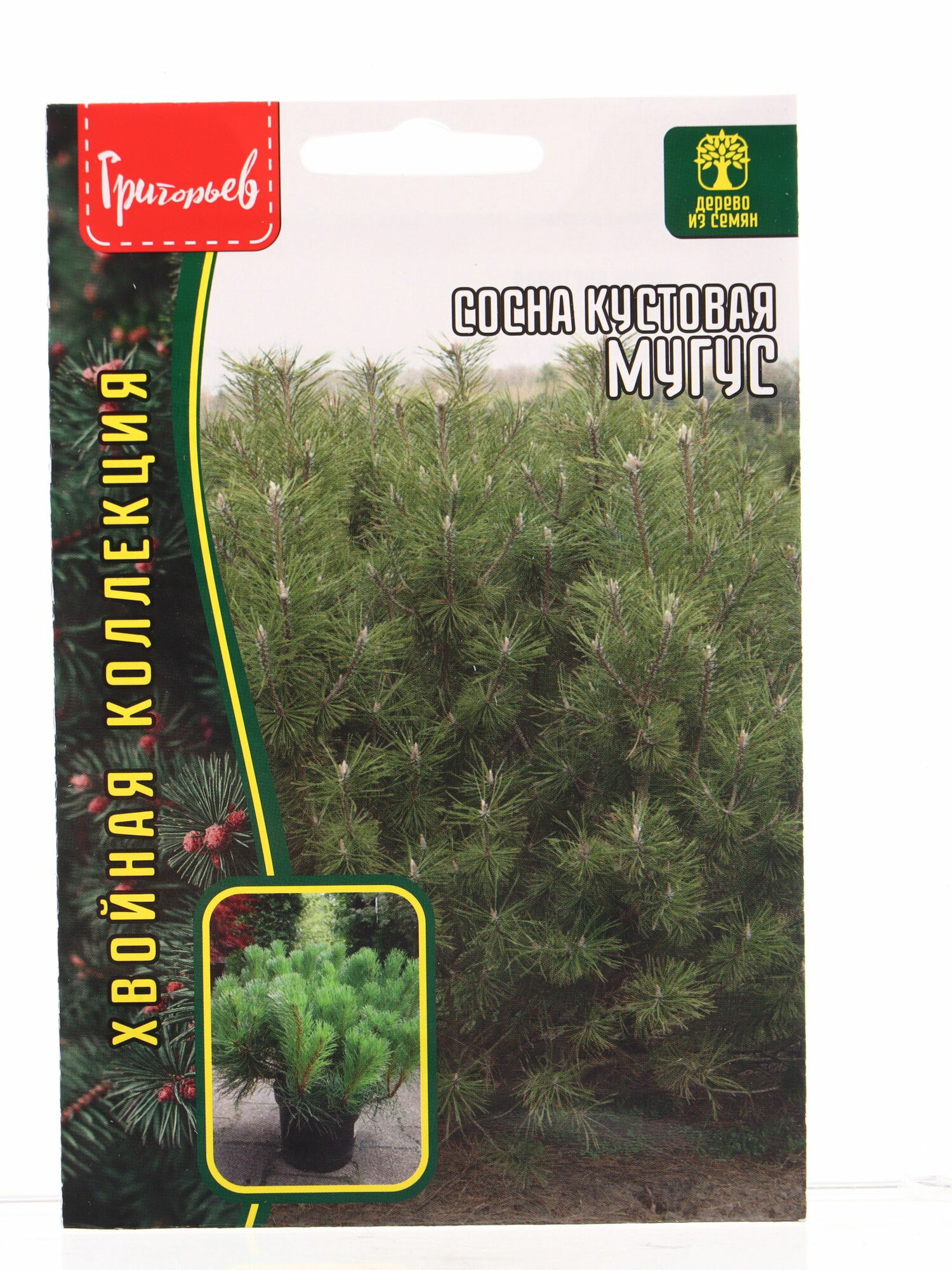 Семена Сосна Мугус кустовая 10 шт. 12.29 гр, вегетация: многолетники