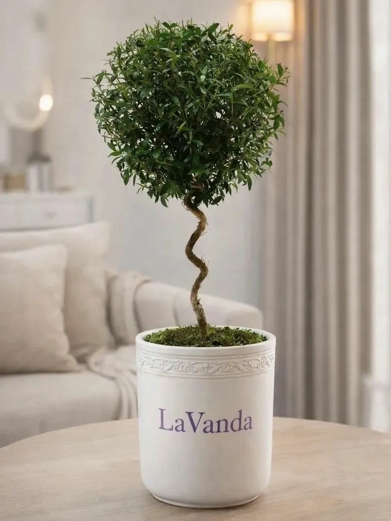 Мирт Обыкновенный Штамб Спираль (Myrtus communis) Живое комнатное дерево с круглой кроной, ароматическое растение для дома и офиса