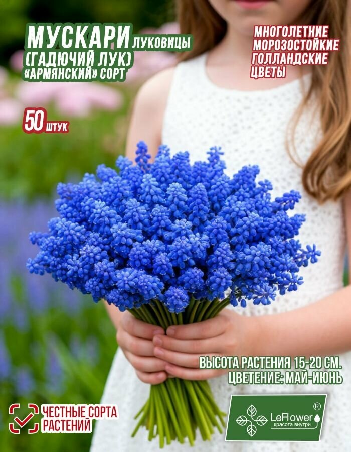 Мускари (Гадючий лук), 50 шт