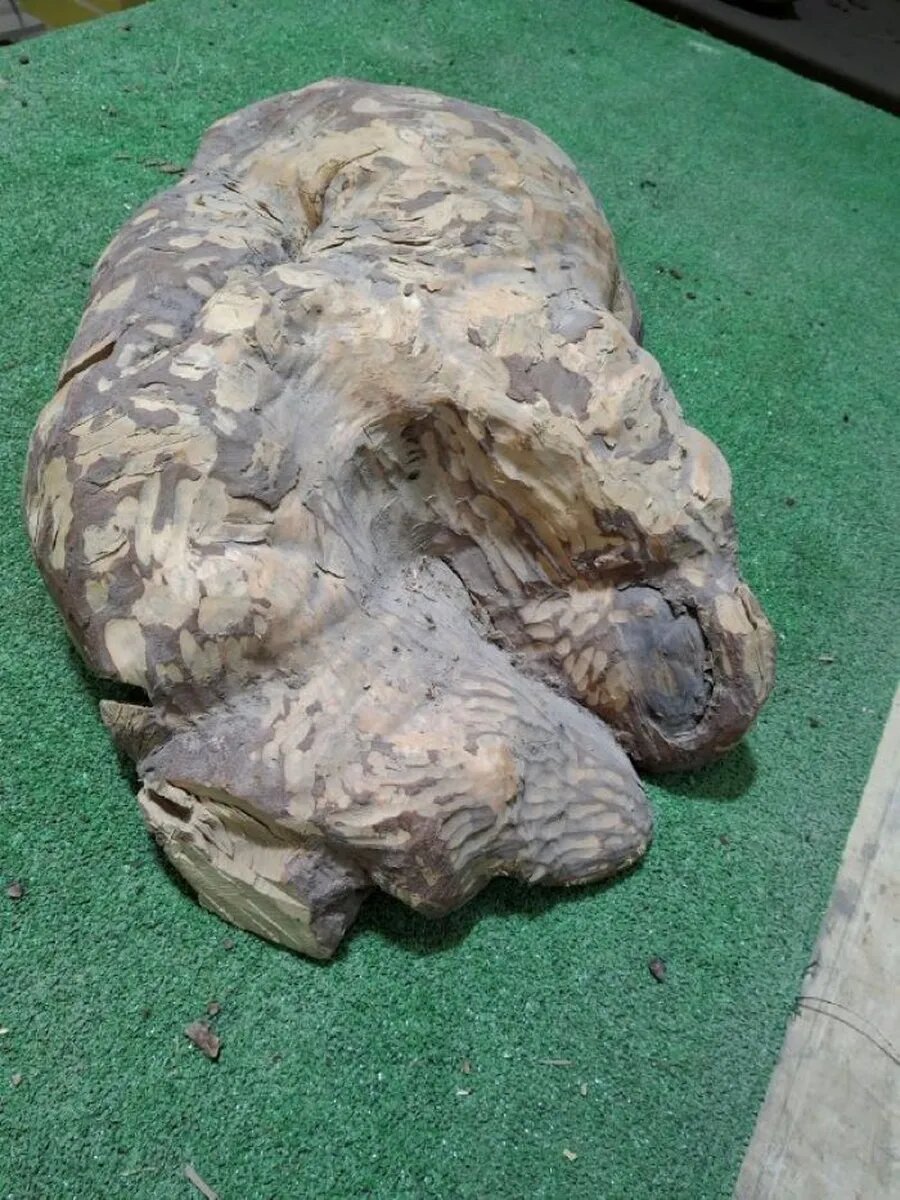 Слэб массив Каповый Сувель (650 - 480 - 340 мм)