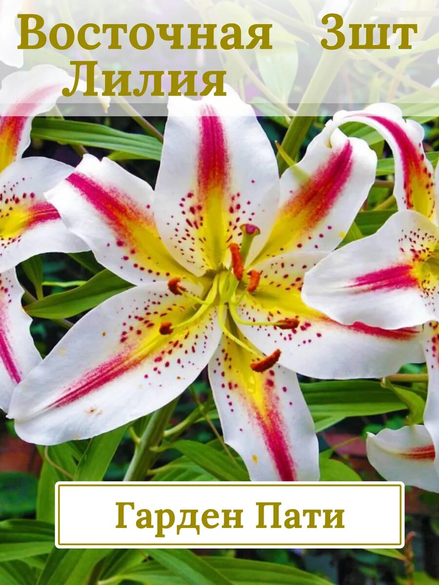 Лилия Восточная махровая, многолетние цветы, луковицы 3 шт