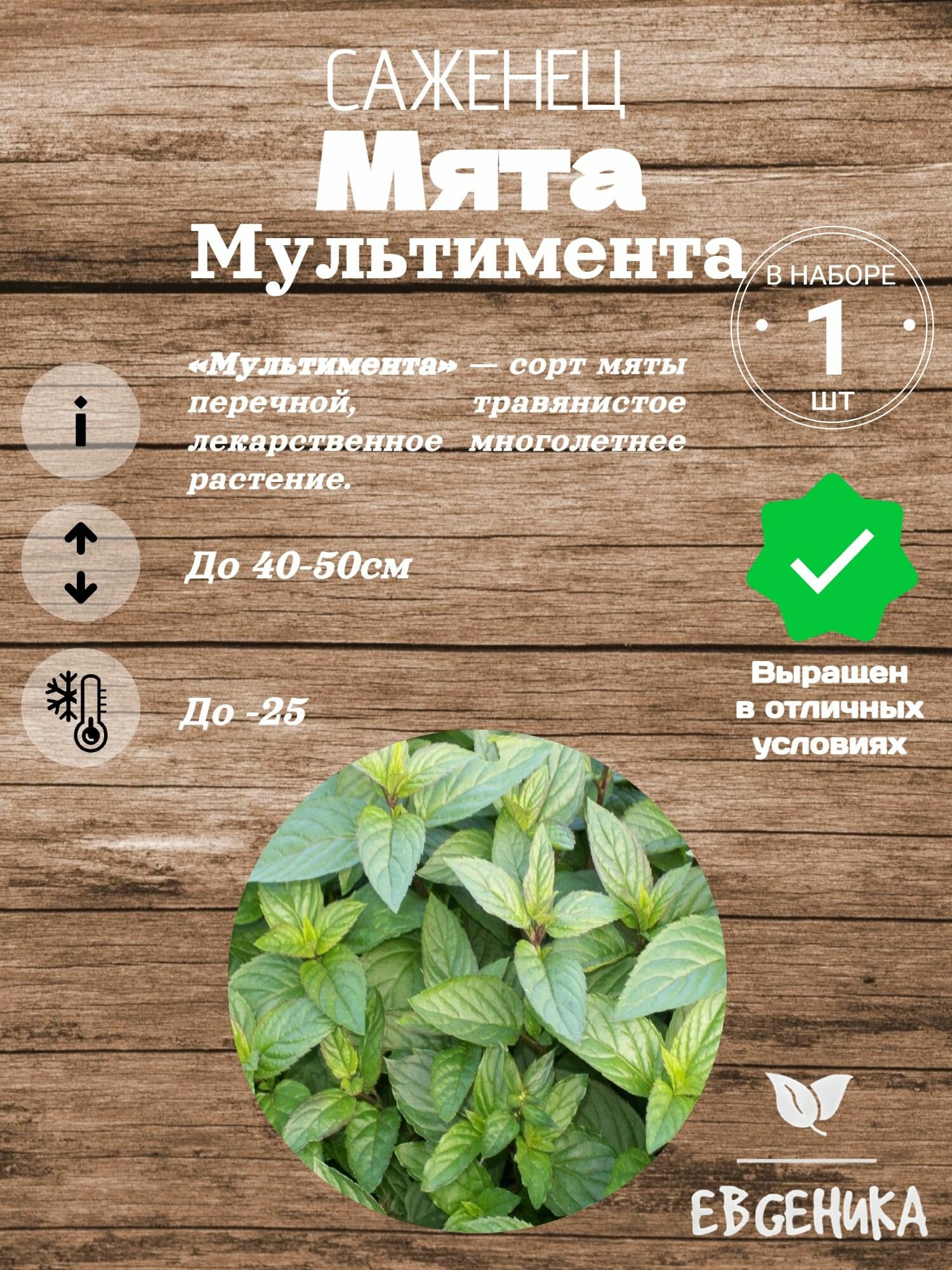 Мята Мультимента
