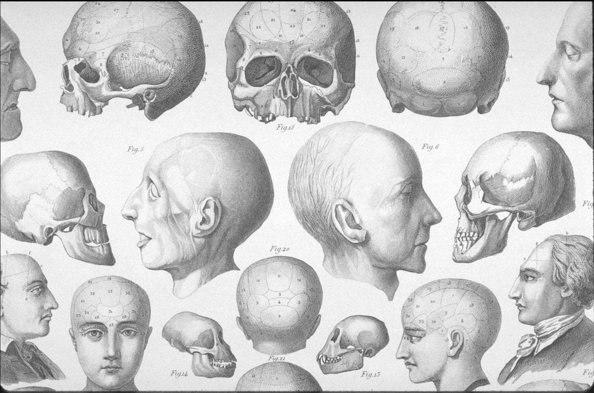 Плакат, постер анатомический рисунок черепа на бумаге, размер 60х84см