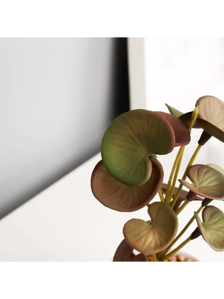 Элегантный бонсай с мягкими листьями в стильном горшке