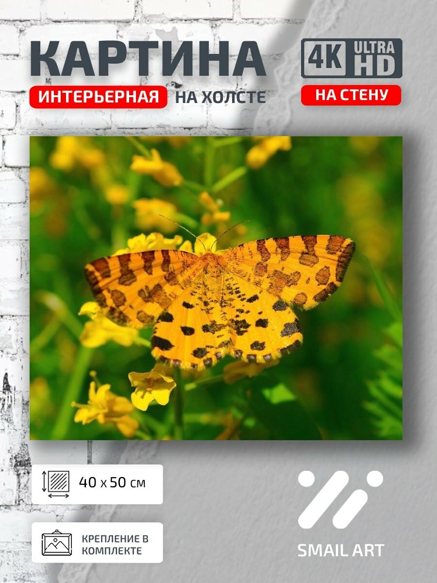 Картина на холсте интерьерная 40 на 50 на стену Макро Бабочка для студии атмосфера