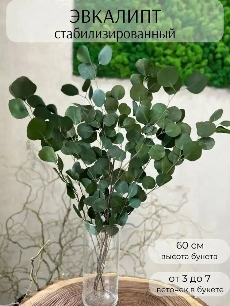 Сухоцветы Эвкалипт, 80 гр, 1 шт