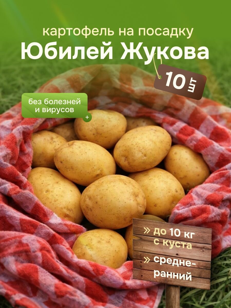 Семенной картофель на посадку Юбилей Жукова 10 шт (среднеранний)
