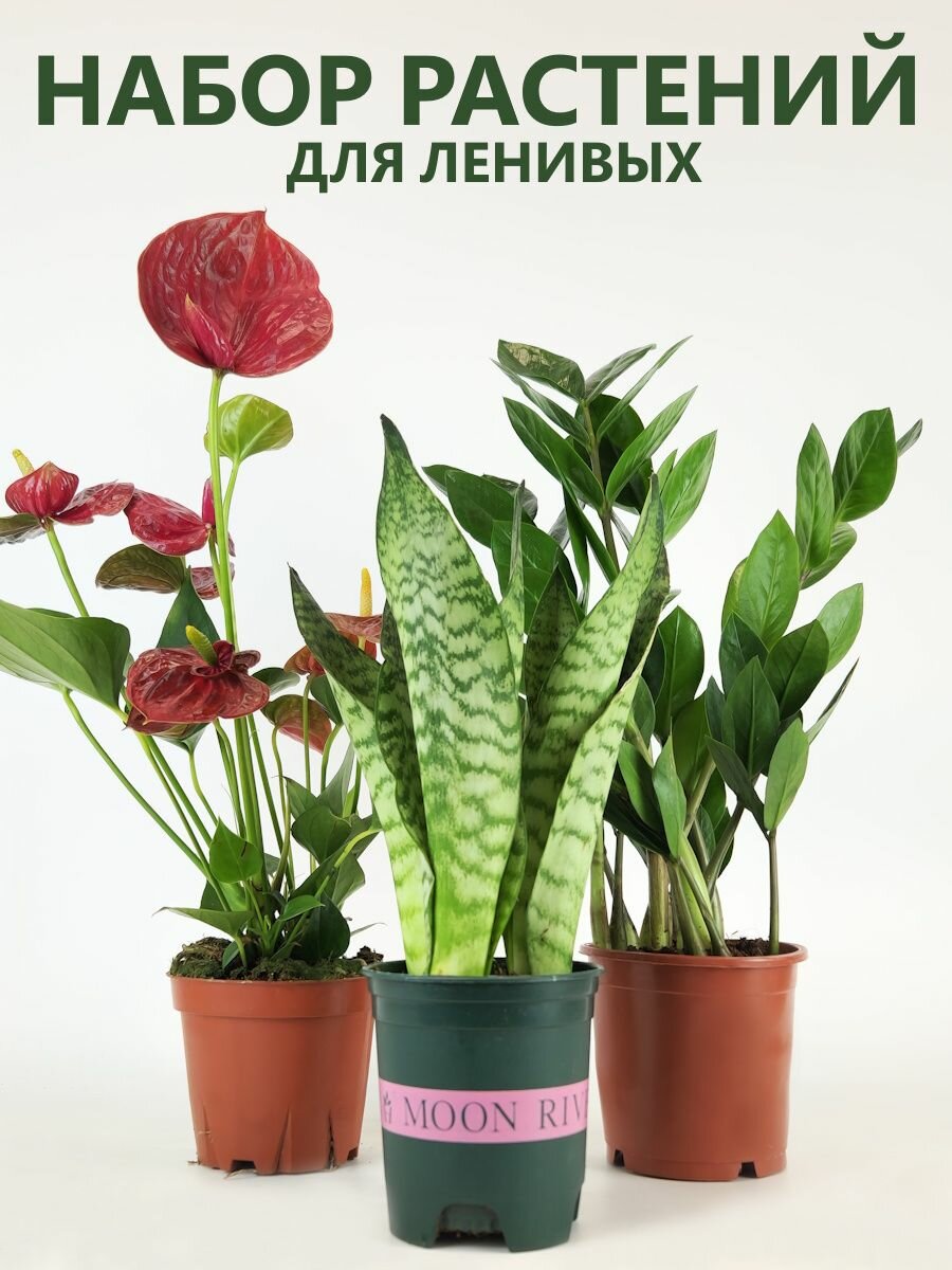 Набор растений для ленивых (Антуриум, Замиокулькас, Сансевиерия), 3 шт