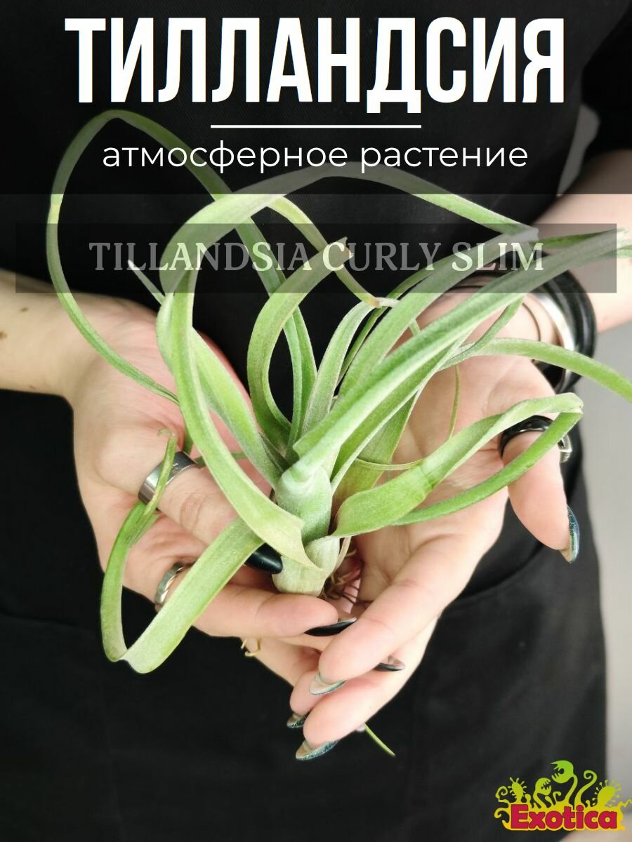 Тилландсия Курли Слим (Tillandsia Сurly Slim), атмосферное растение