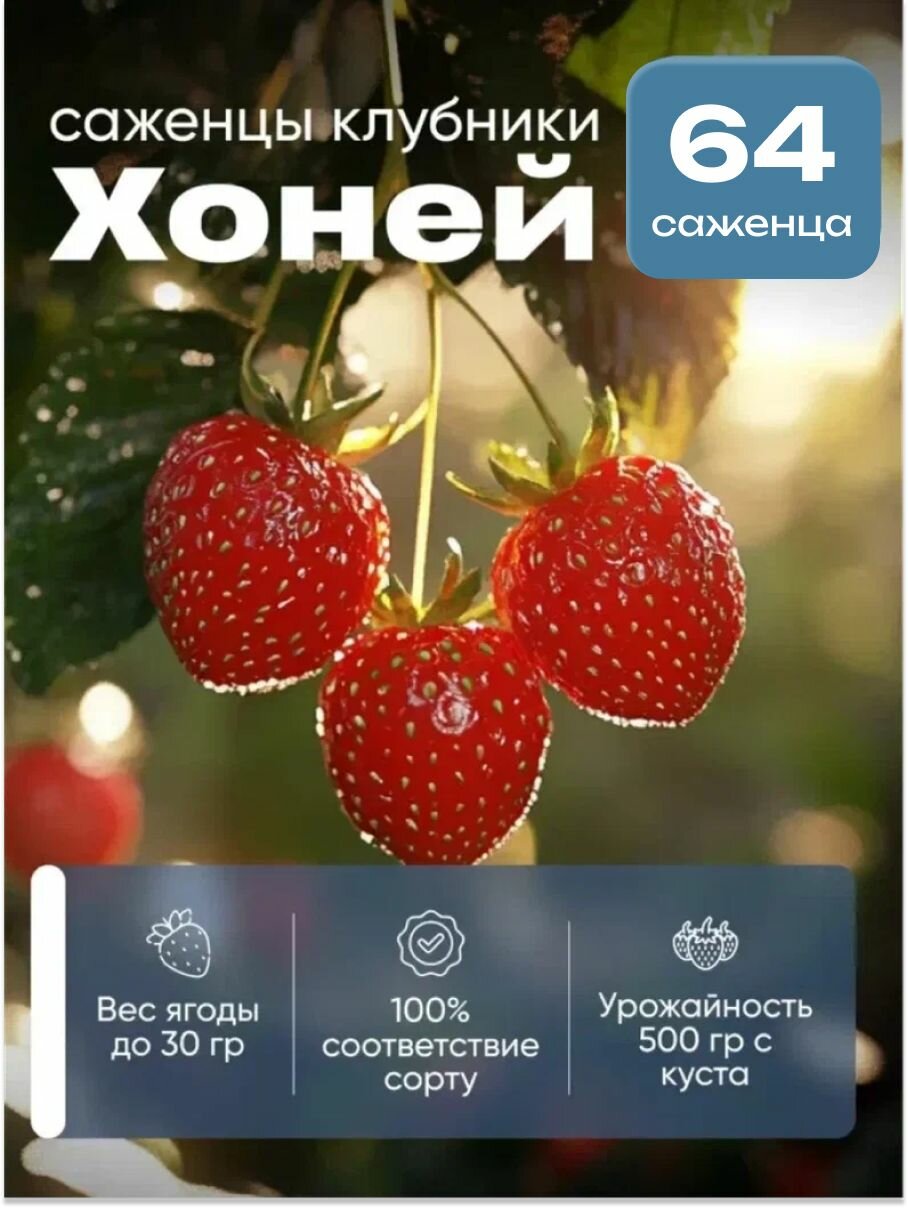 Клубника сорт Хоней в кассетах