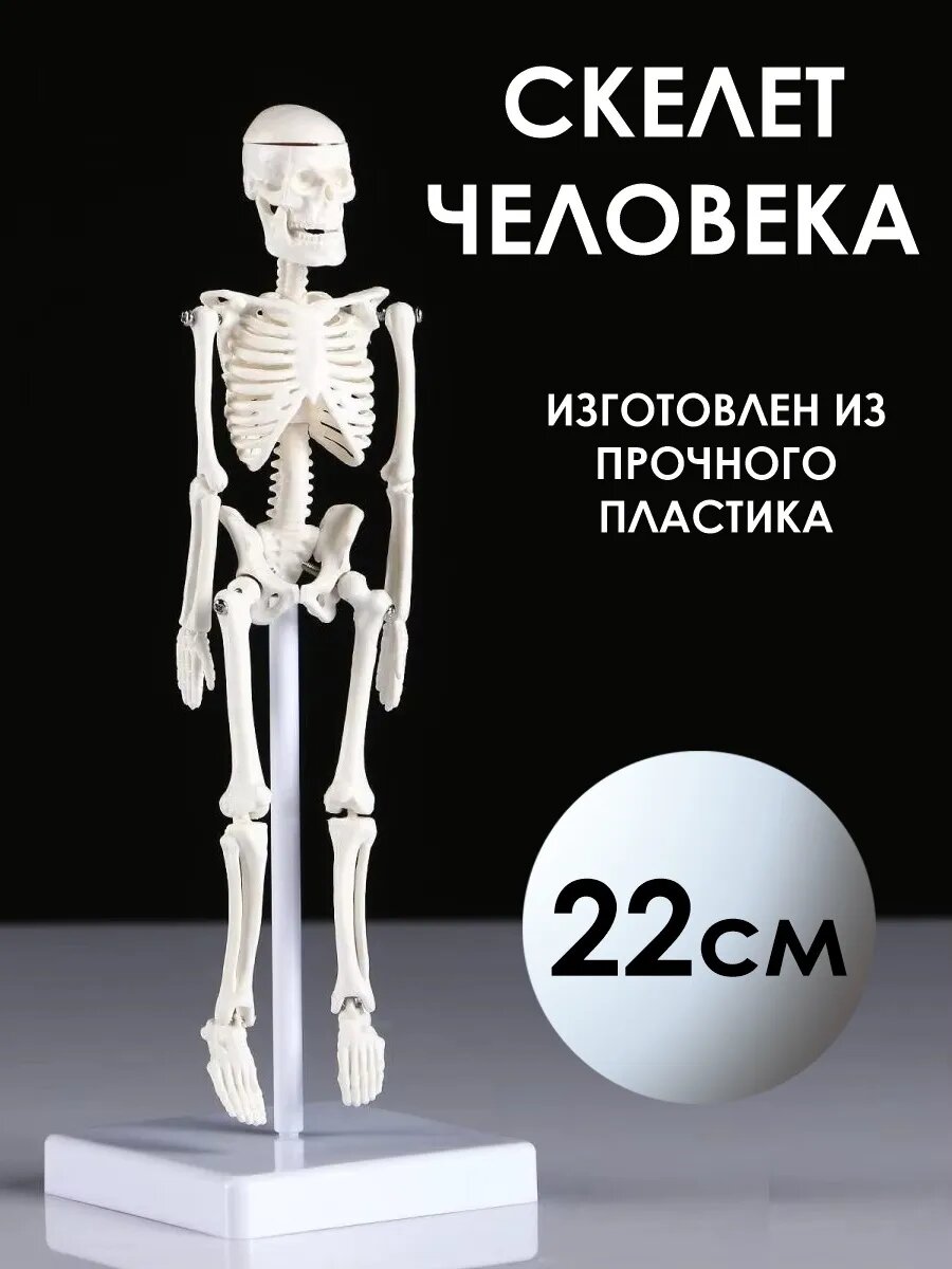 Макет скелет человека анатомический модель 22 см Белый цвет о науке