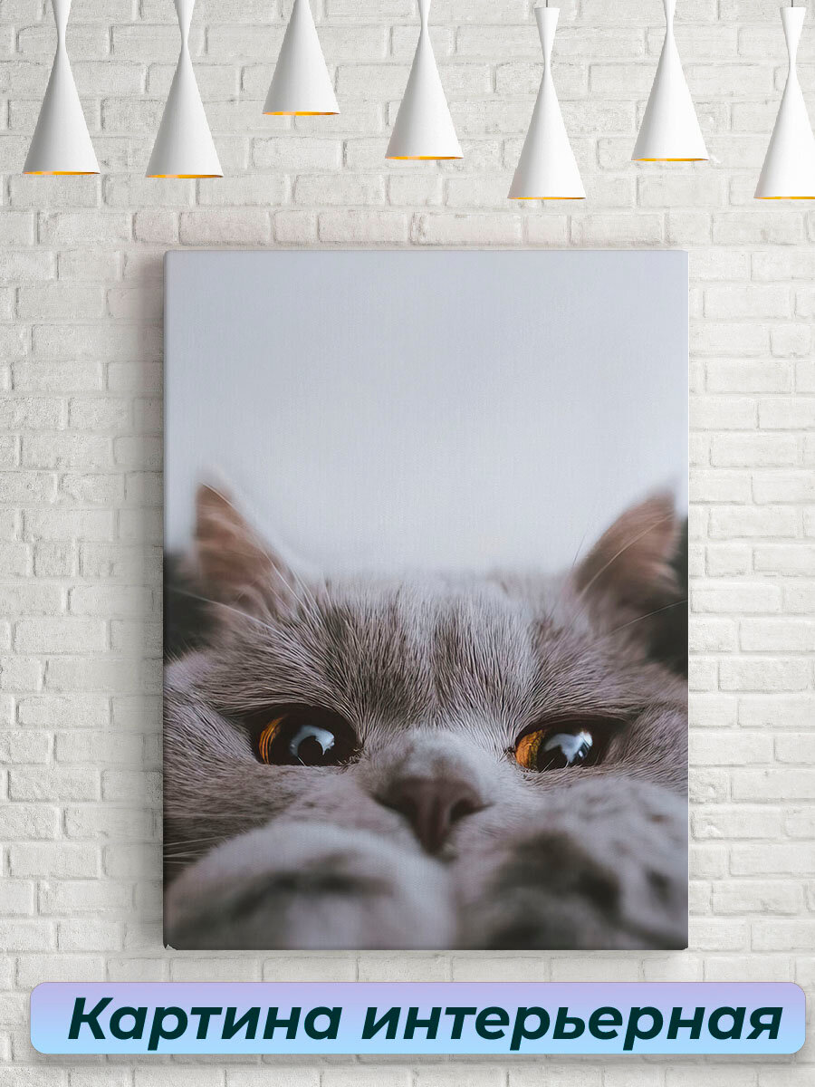 Картины для интерьера 40х60 Кошка мордашка глаза