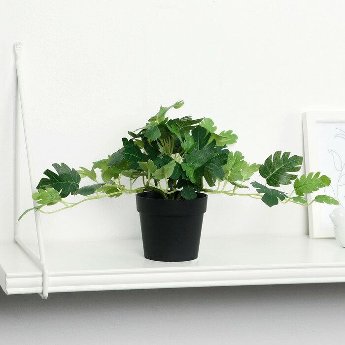 Бонсай в горшке "Герань душистая" 18х17 см,