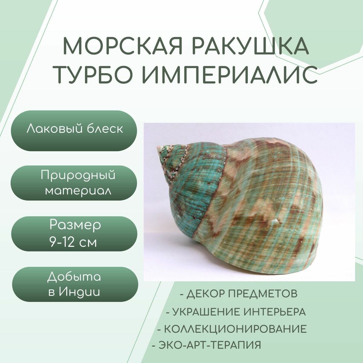 Натуральная морская ракушка Турбо империалис - 9-12 см