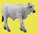 Теленок Брахмана, S