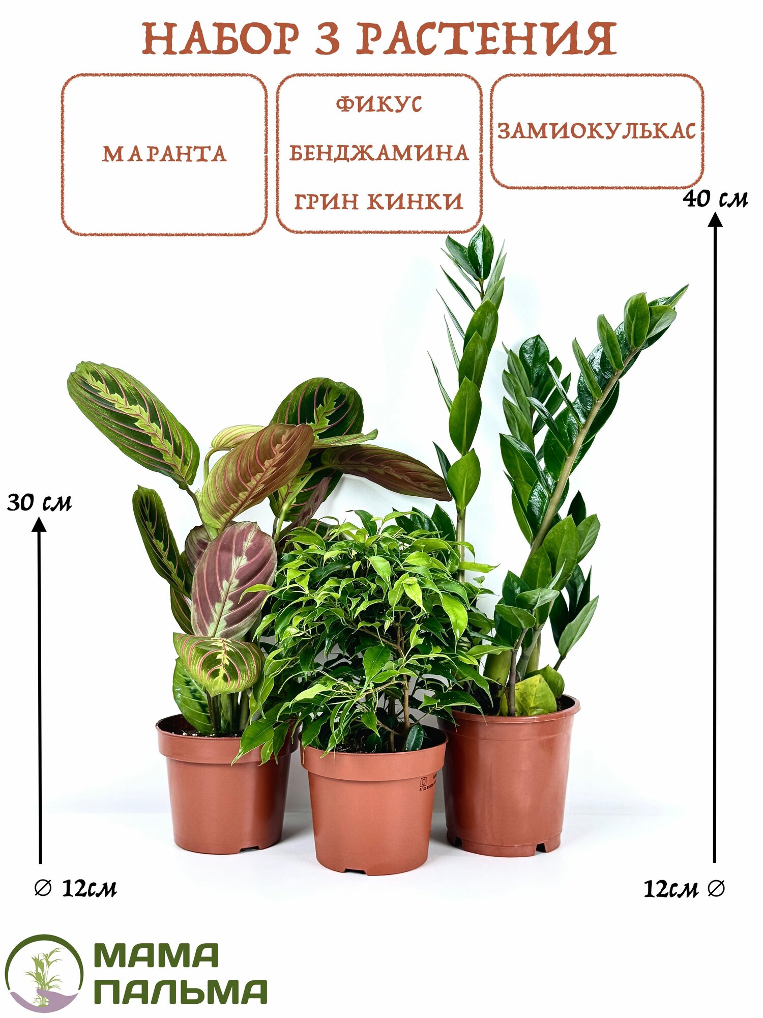 Набор 3 растения Замиокулькас Маранта Фикус Бенджамина грин Кинки в горшке D12 (живые растения)