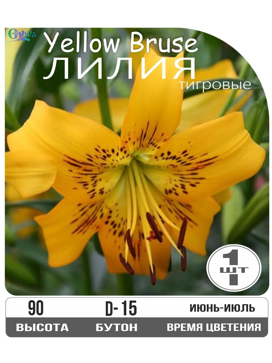 Лилия луковицы многолетние Йеллоу Брюс, тигровые , 1шт, высота 90 см