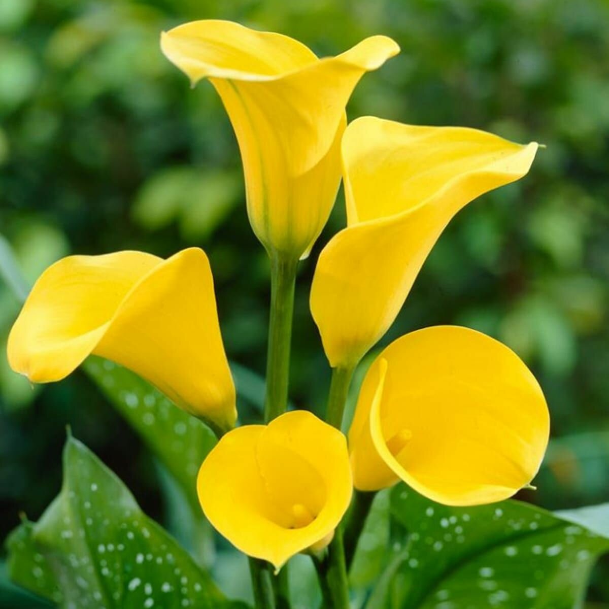 Калла Флорекс Голд 1шт