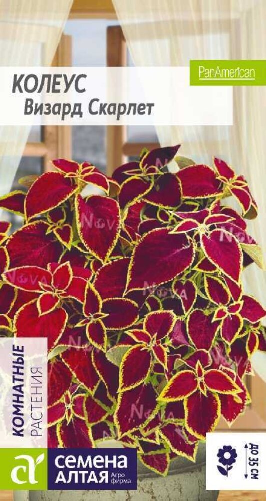 Семена Колеус Визард Скарлет 5шт Комн 35см (Семена Алтая)