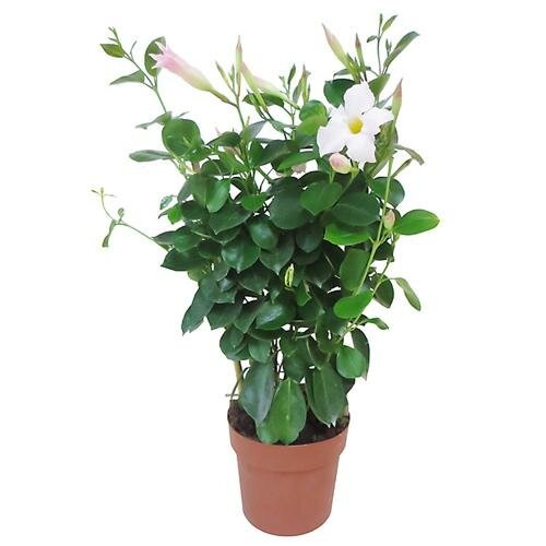Мандевилла или Дипладения белая - Mandevilla D14 H40