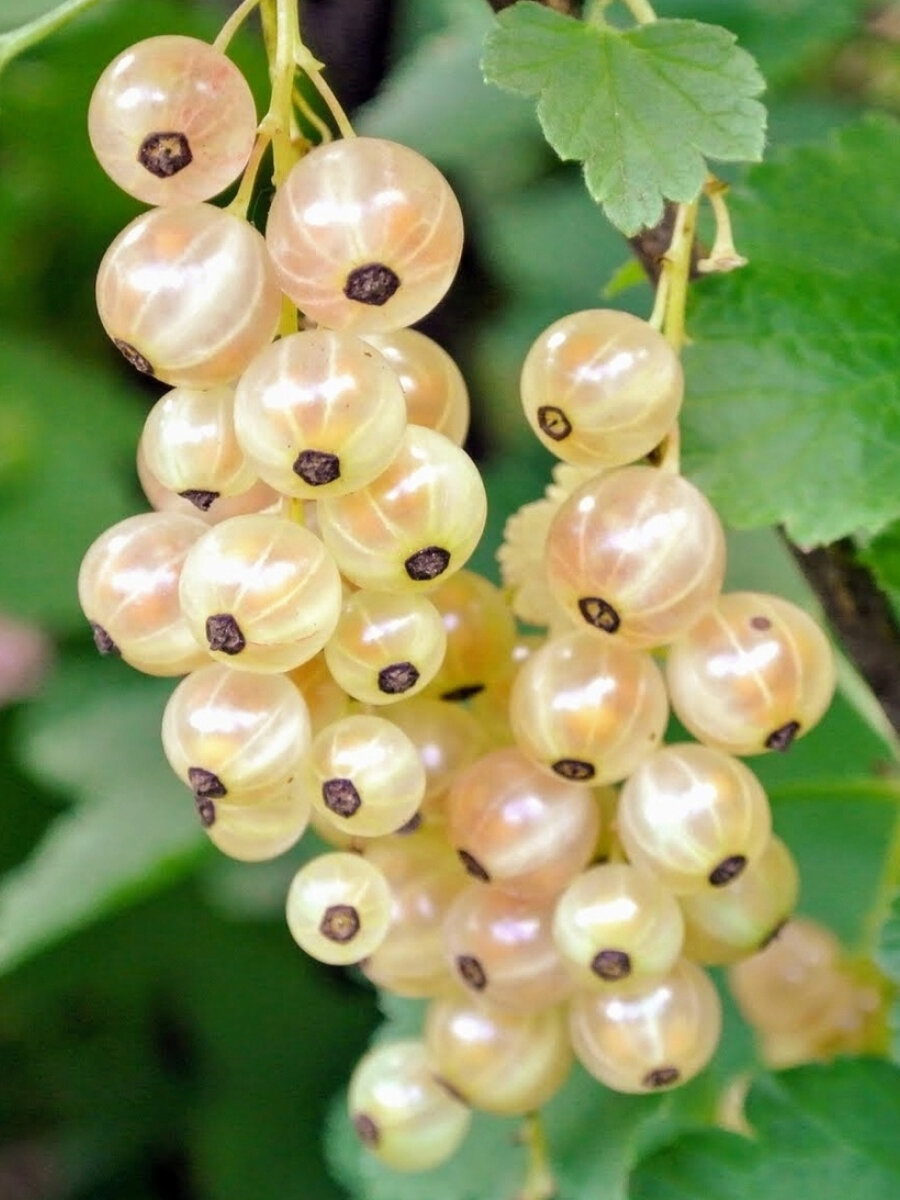 Смородина белая Белая Фея 2 шт / многолетний, морозостойкий сорт