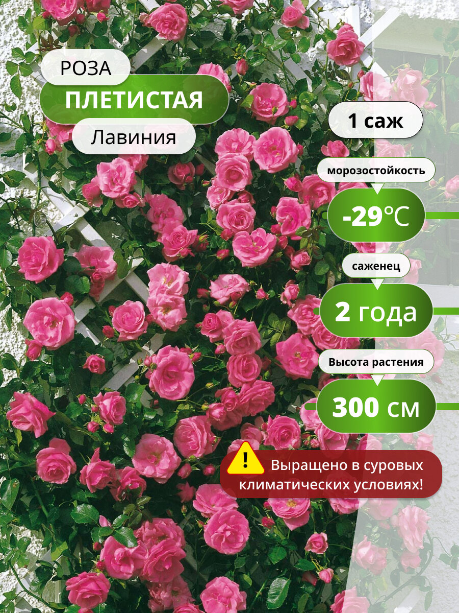 Роза плетистая "Лавиния", кораллово-розовая, многолетняя, 1 шт