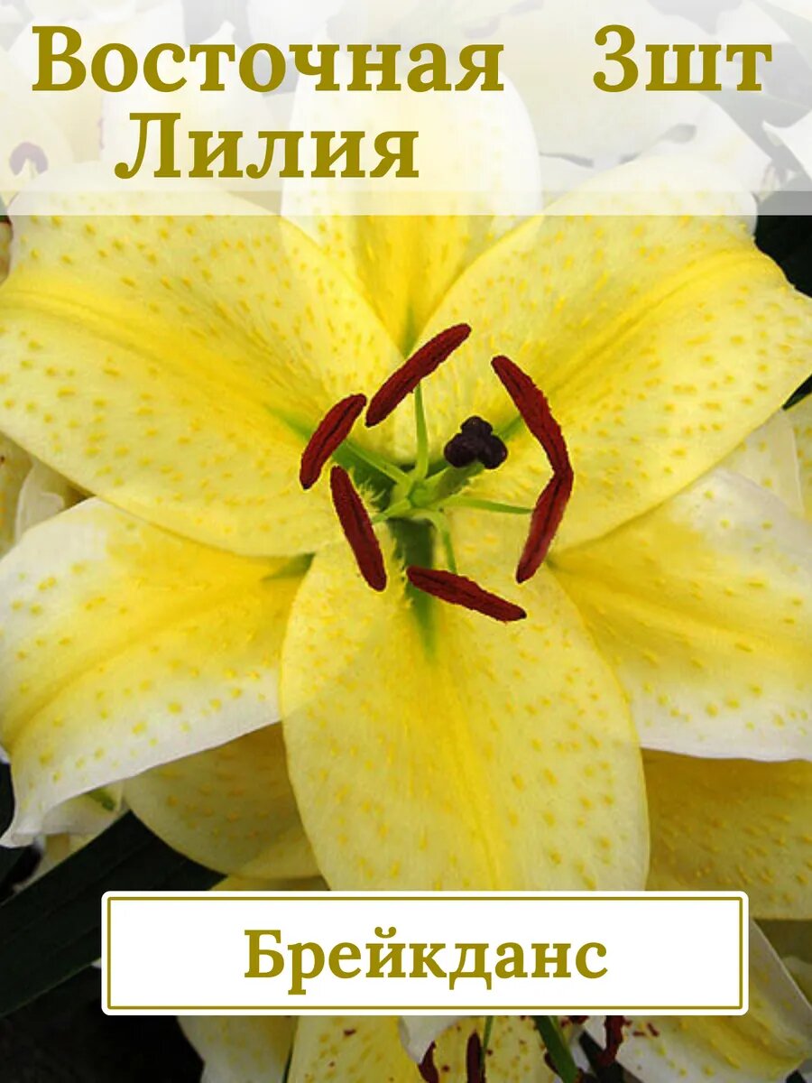 Лилия Восточная махровая, многолетние цветы, луковицы 3 шт