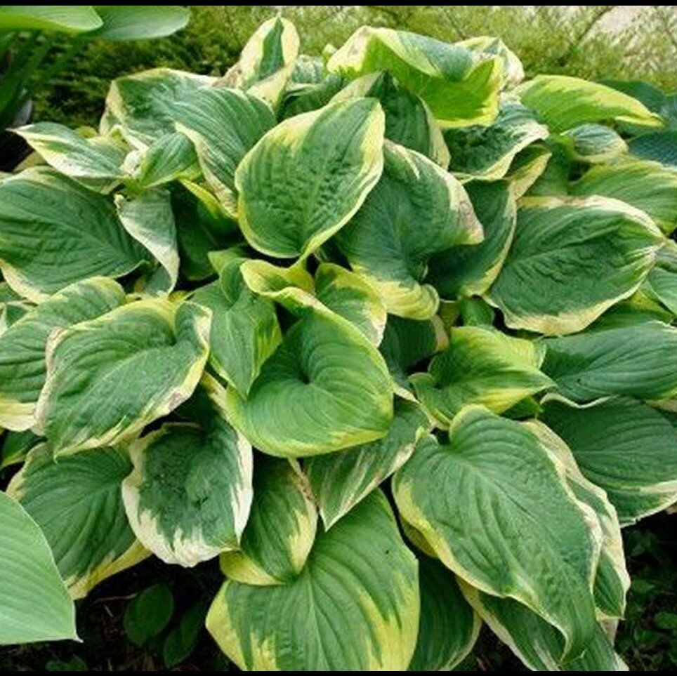 Хоста Фрагрант Дрим (1 корневище в пакете с торфом), Нидерланды