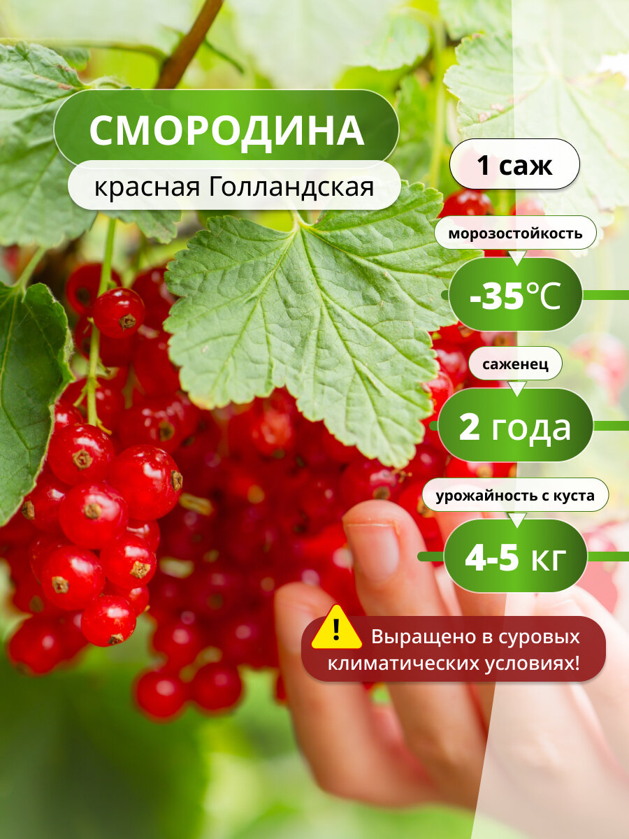 Смородина красная Голландская / 1 шт, смородины, морозостойкий