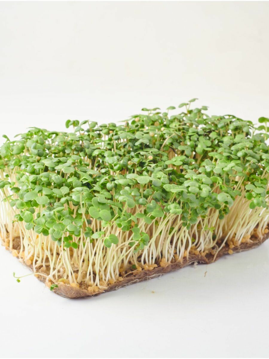 Микрозелень Семена Горчицы для проращивания (5 г)