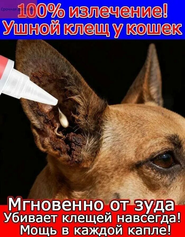 Капли от ушных клещей для кошек и собак, лечение отодектоза, чистка ушей, 60 мл