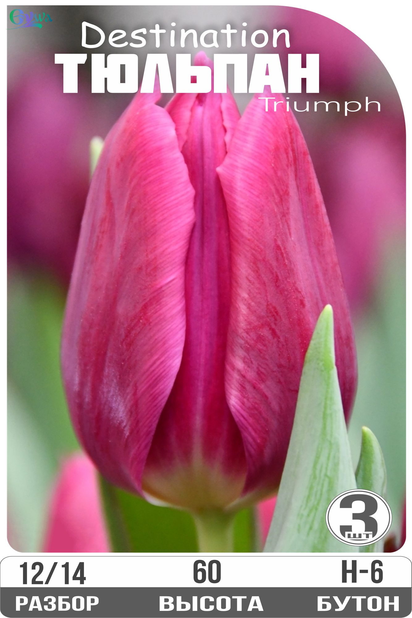 Тюльпаны "Дестинейшн", луковица, 3 шт, крупные, 12/14 разбор, высота до 60см, Eywa