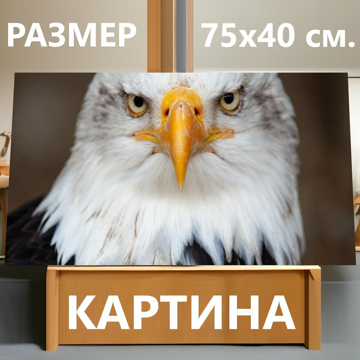 Картина на холсте "Белоголовый орлан, орел, птица" на подрамнике 75х40 см. для интерьера
