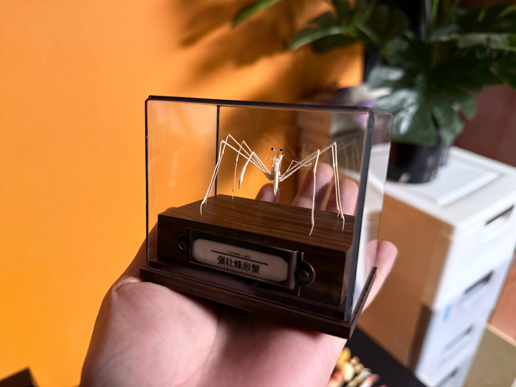 Коллекционная статуэтка краба Latreillia Valida